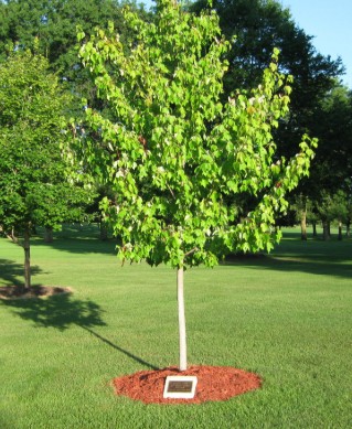 Ways to Give - Winnetka Parks Foundation
